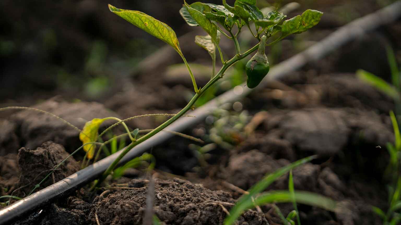How to Install Drip Tubing in a Raised Garden Bed | Farmer’s Footprint