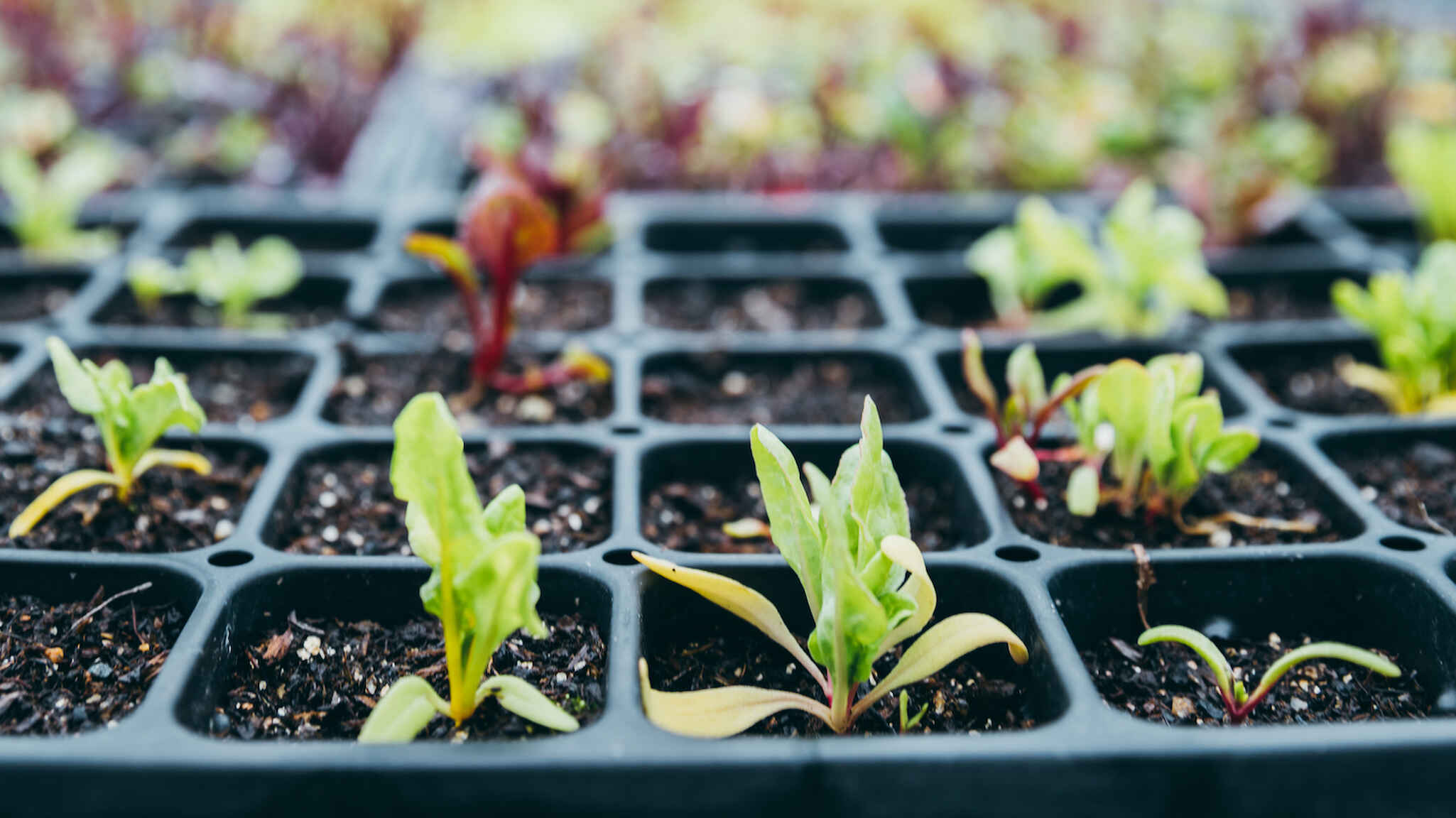 How to Start Plants from Seeds | Farmer’s Footprint