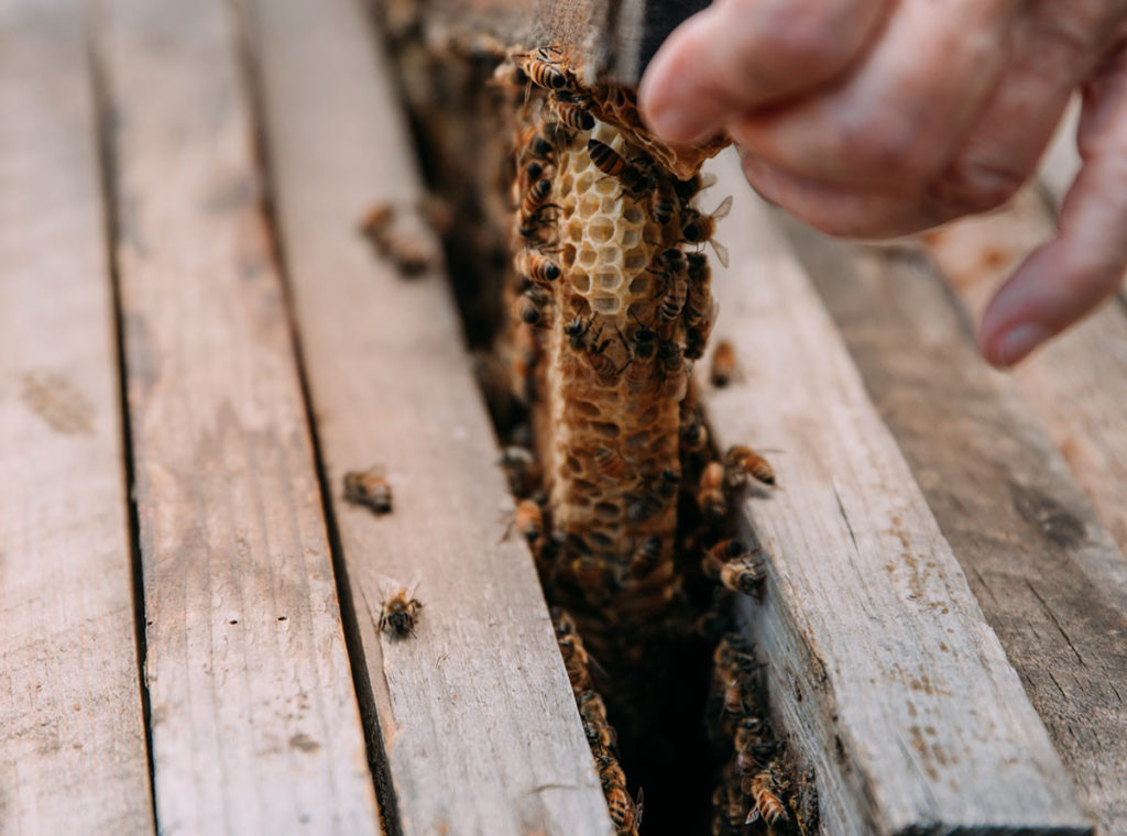 An Ode To The Honey Bee | Farmer's Footprint